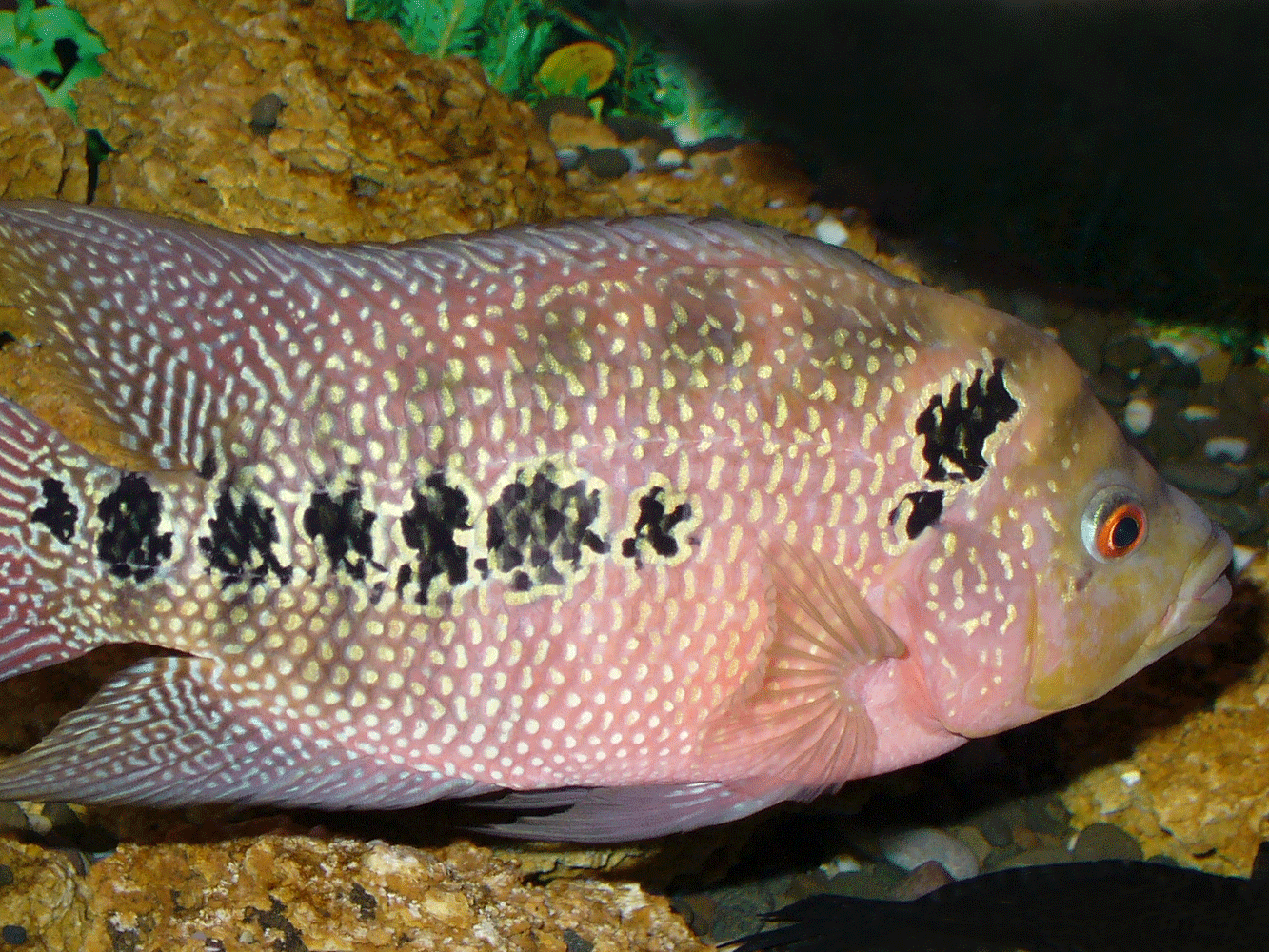 El curioso don que tiene un pez en Japón