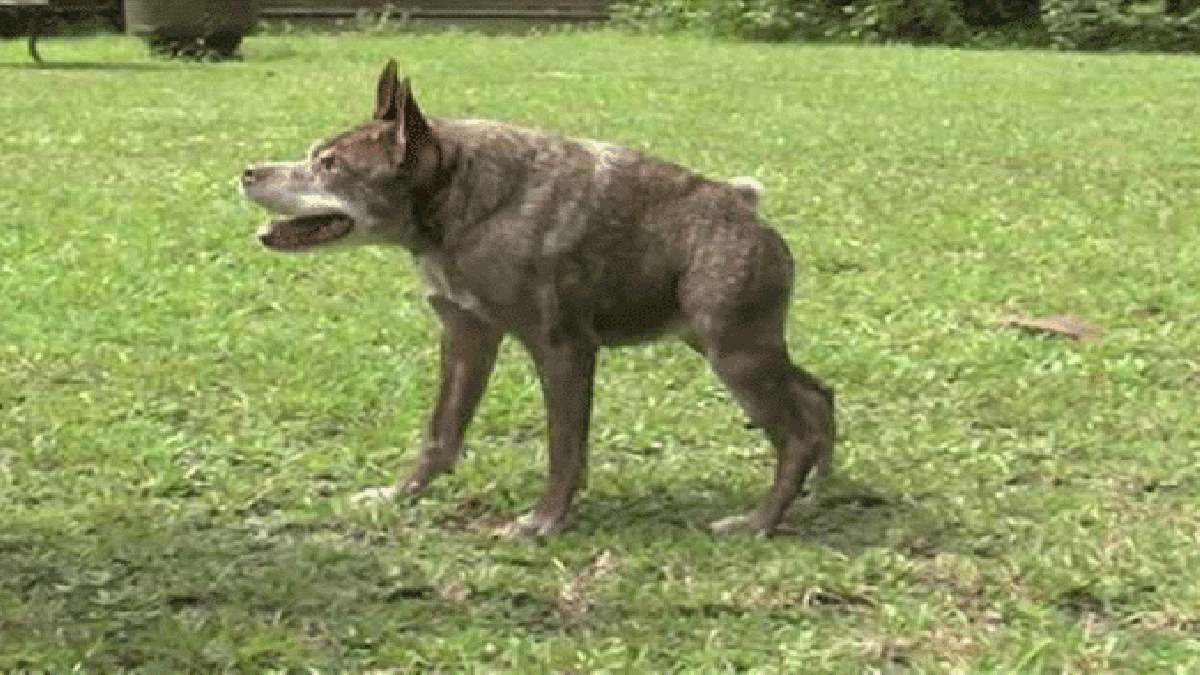Quasimodo encabeza la lista de perros más feos del mundo