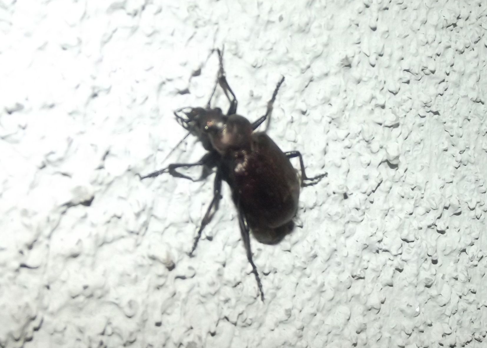 Hay invasión de bichos y lo atribuyen a la elevada humedad