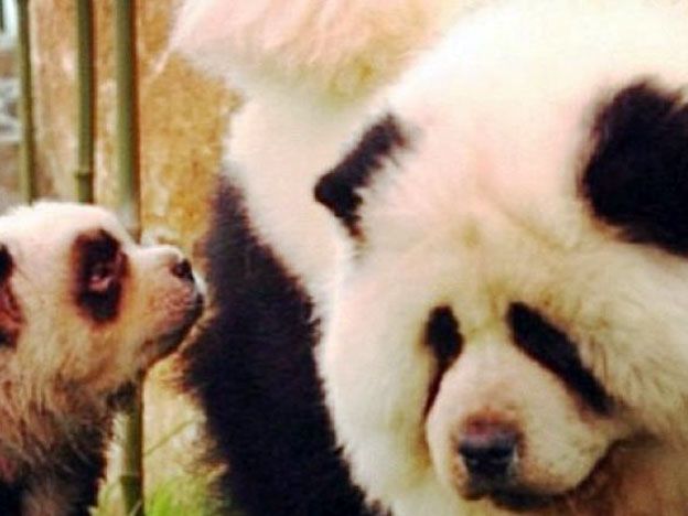 Perros panda, la mascota de los ricos