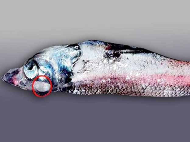 ¡Son para verte mejor! Descubren un nuevo pez de cuatro ojos