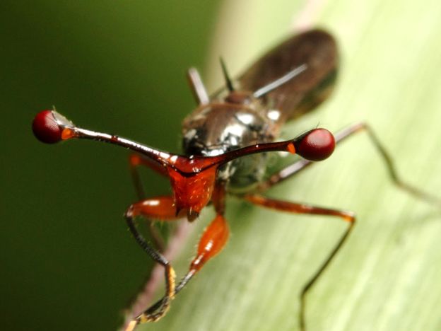 Parece ciencia ficción: las 10 caras de insectos más sorprendentes