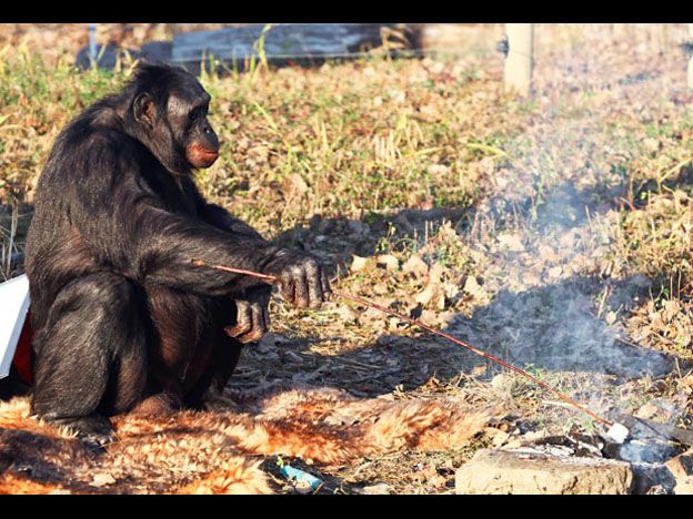 Un mono que enciende fuego y hace asado