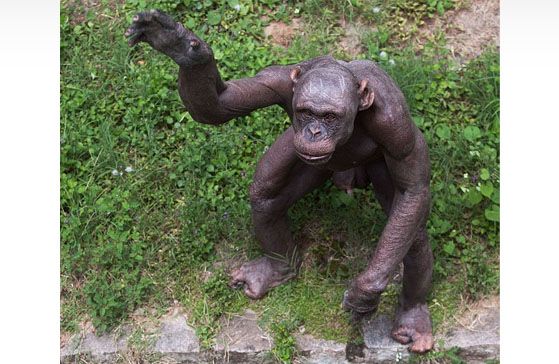 Impresionantes fotos de un mono pelado