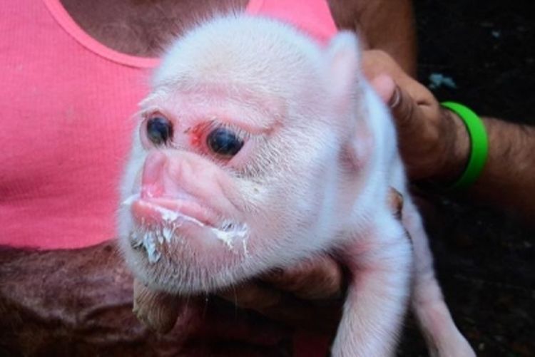 Cerdo con cara de mono se vuelve viral
