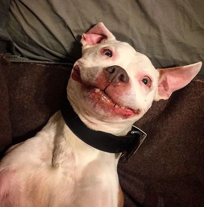 Este perro vagabundo no deja de sonreír tras ser rescatado