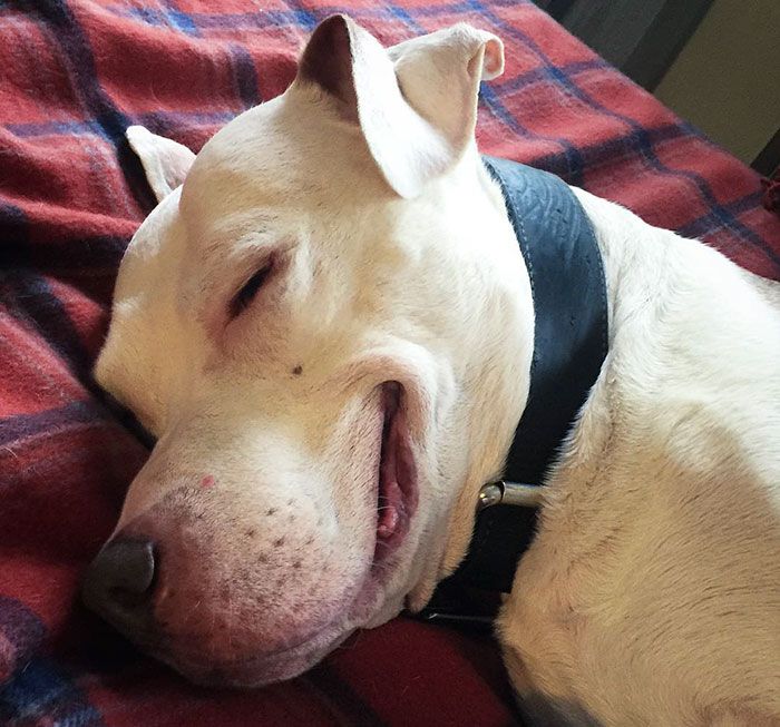 Este perro vagabundo no deja de sonreír tras ser rescatado