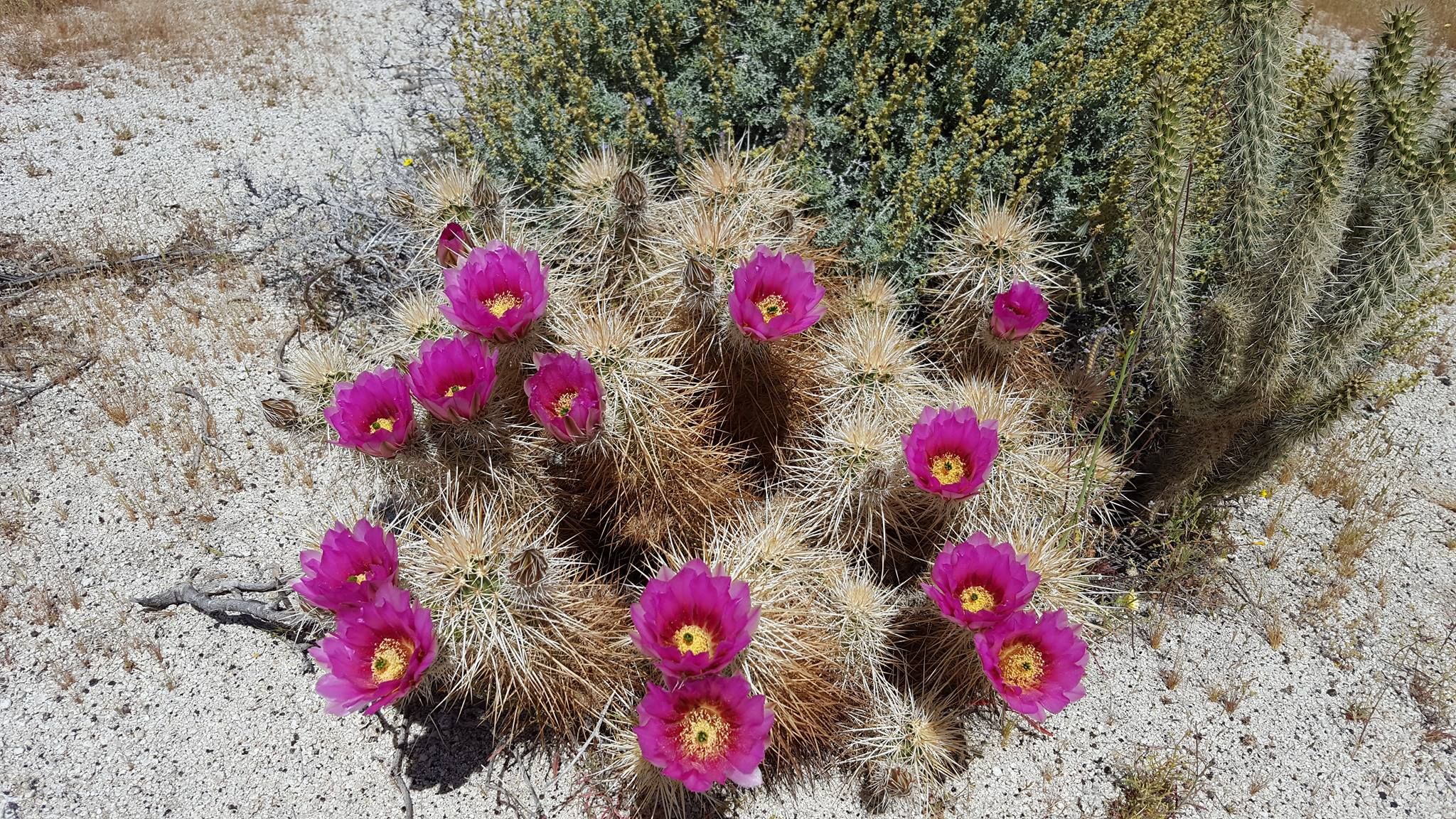 Las Flores Del Desierto Brotan En California Tras Años De Espera