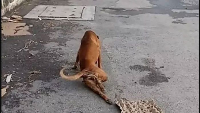 Un perro simula ser un lisiado para recibir amor y comida