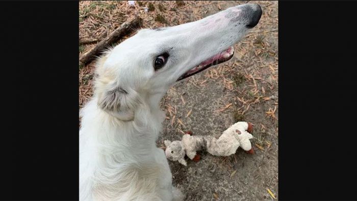 Furor por Eris, el perro más narigón del mundo