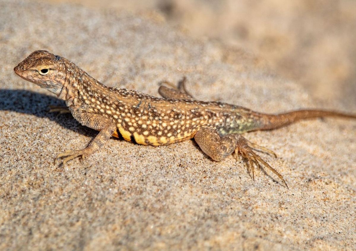 Qué se debe hacer si aparece una lagartija en casa y qué significa la ...