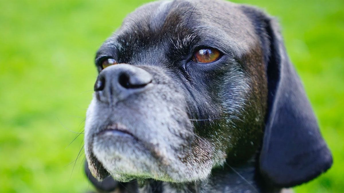 Contén la respiración al saber qué escucha mi perro cuando le hablo
