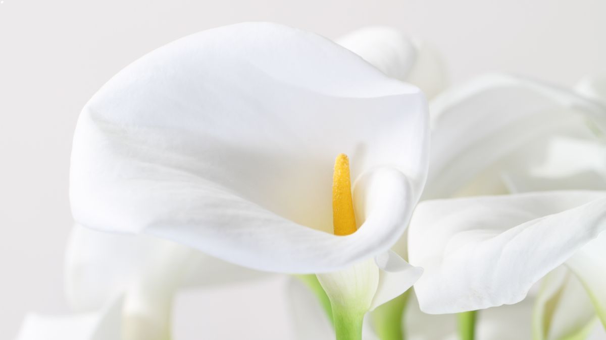 ¿Qué significa que te regalen una cala?