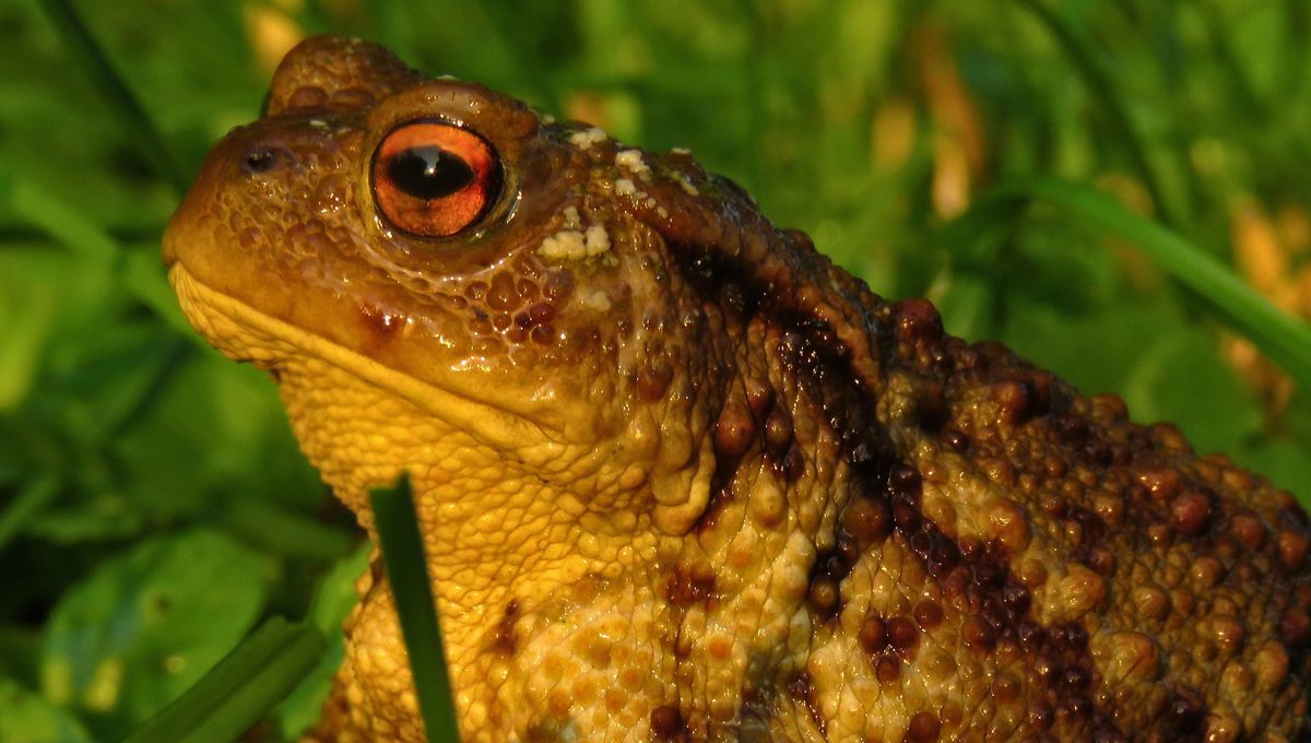 ¿Cuáles son las diferencias entre rana y sapo?