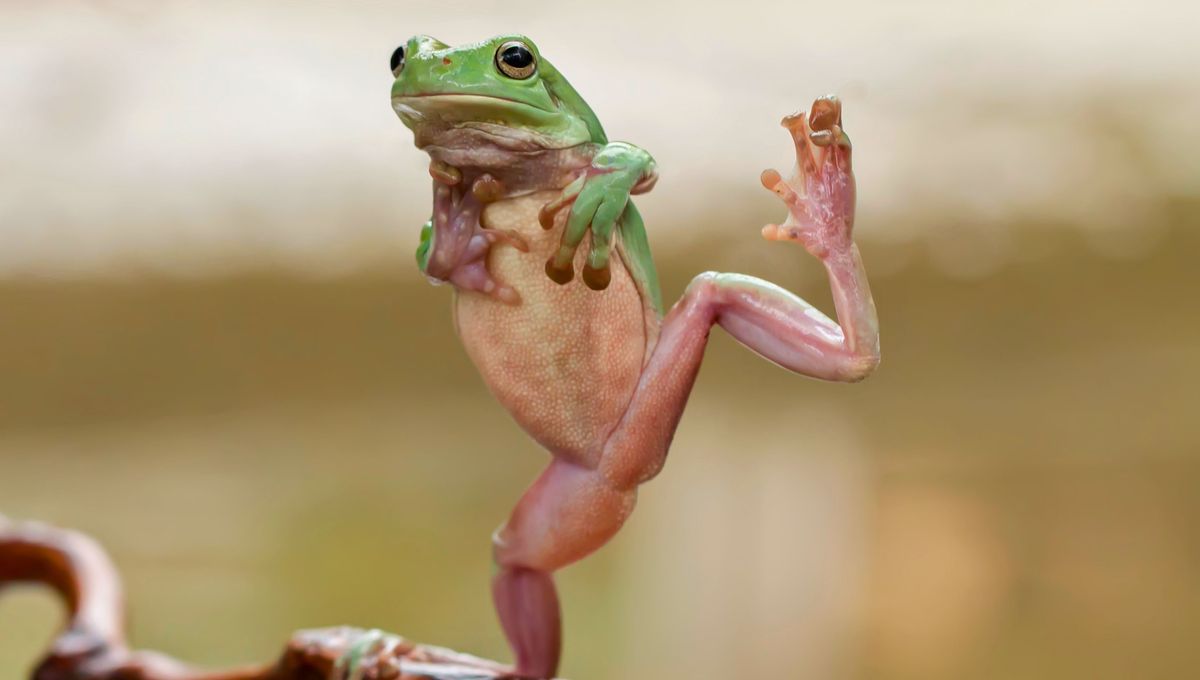 ¿Cuáles son las diferencias entre rana y sapo?