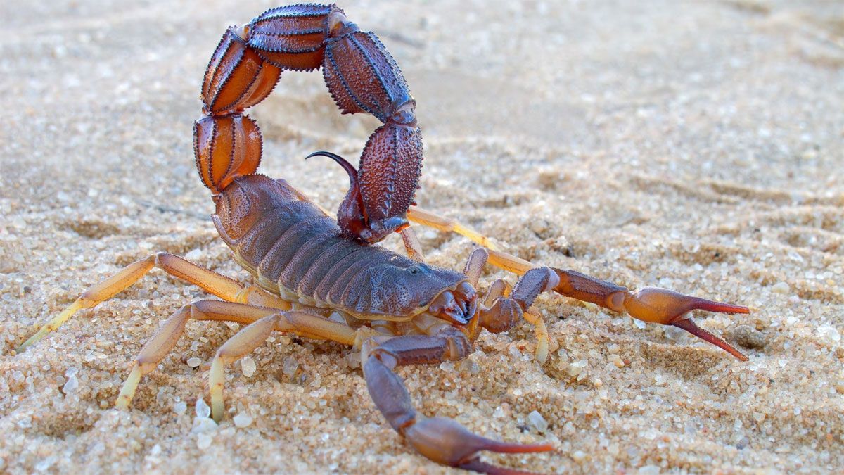 Un alacrán picó a una beba y murió