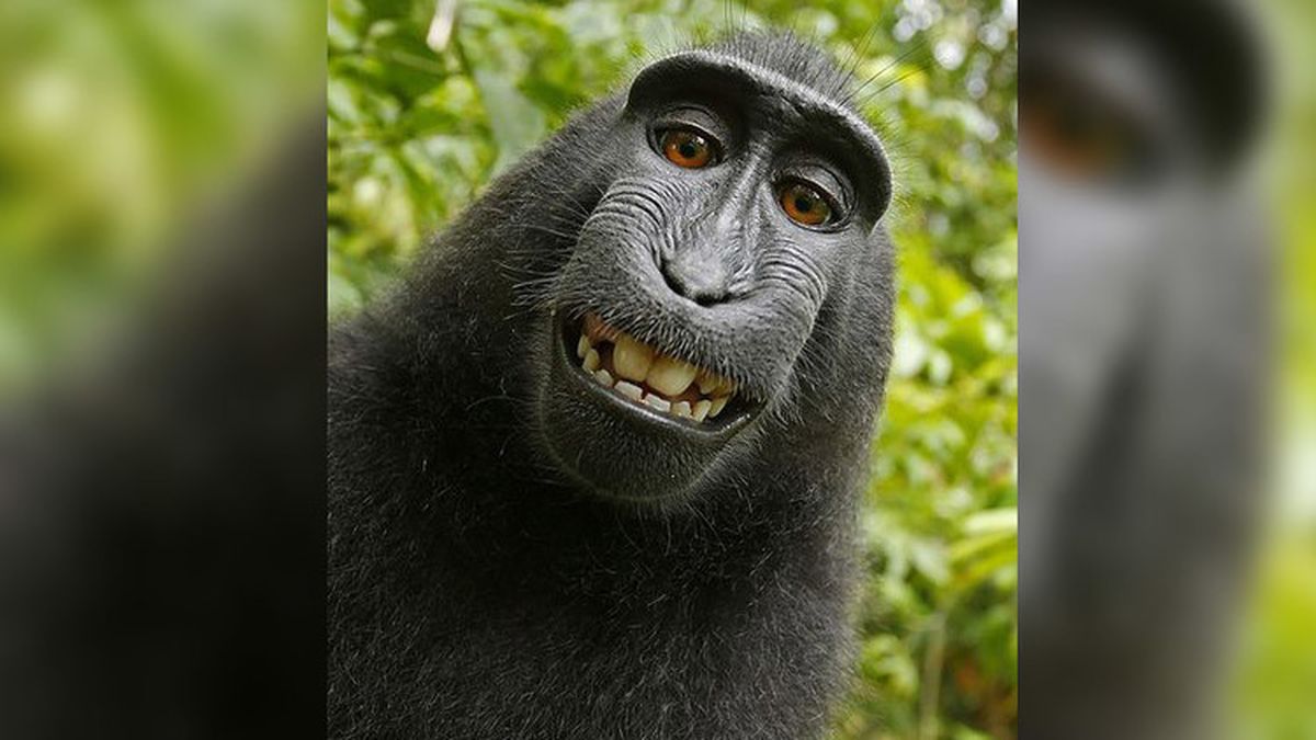 Cómo la famosa selfie del macaco le costó la carrera a un fotógrafo