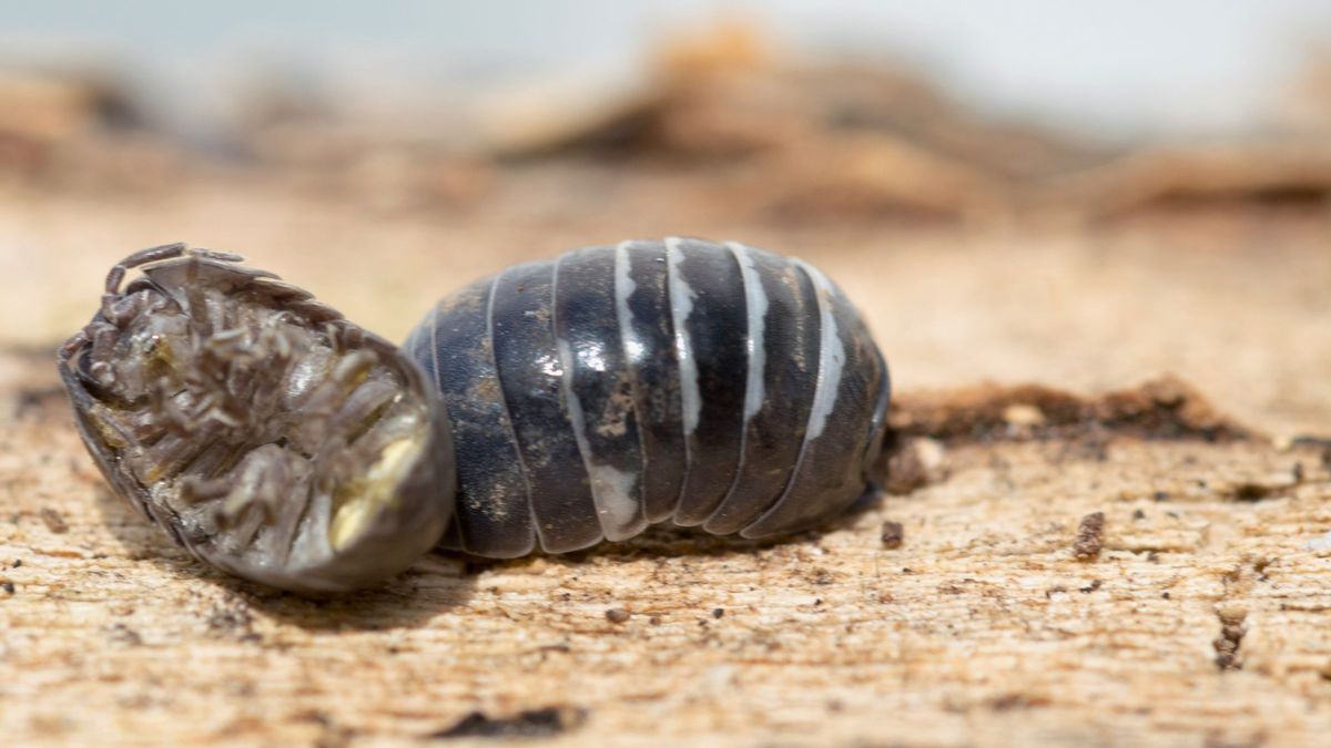 Si aparece un bicho bolita en tu jardín, te contamos qué significa y ...