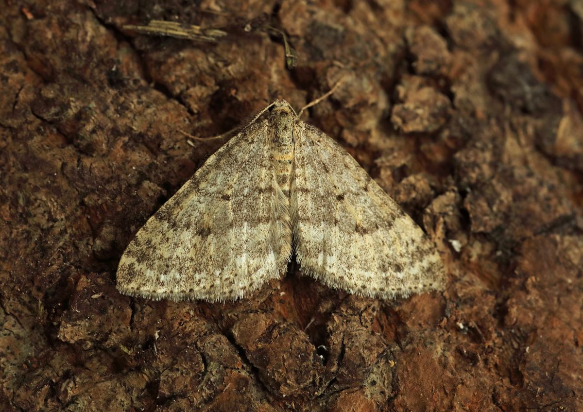 Chau polillas: un repelente casero muy sencillo para alejar los ...