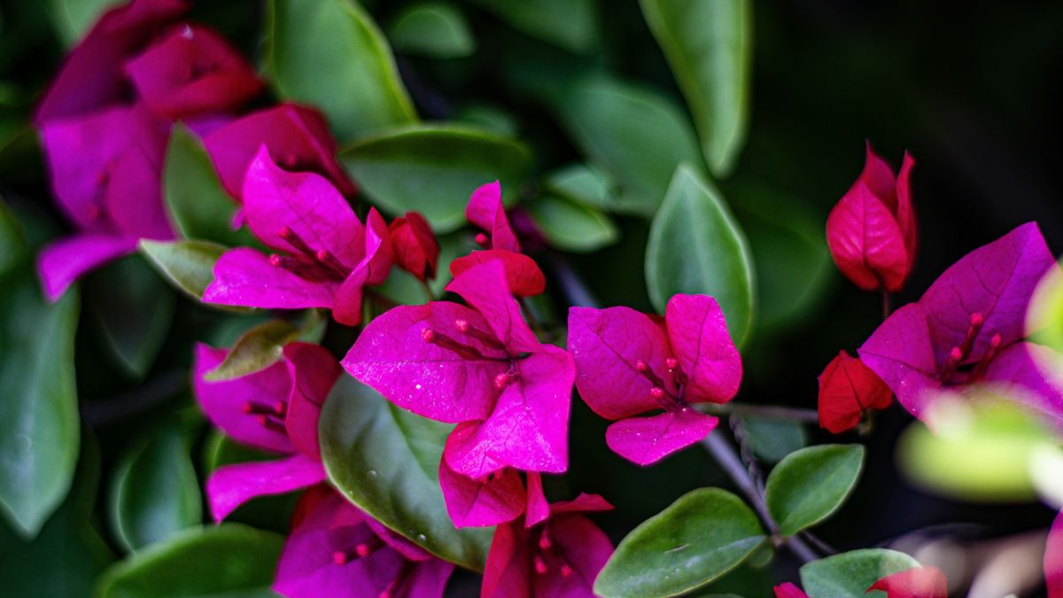 Cuál es el mejor abono casero para una Santa Rita o Bugambilia, según ...