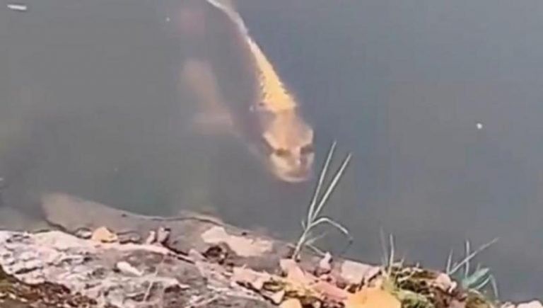 El espeluznante pez con cara de humano que asusta en las redes