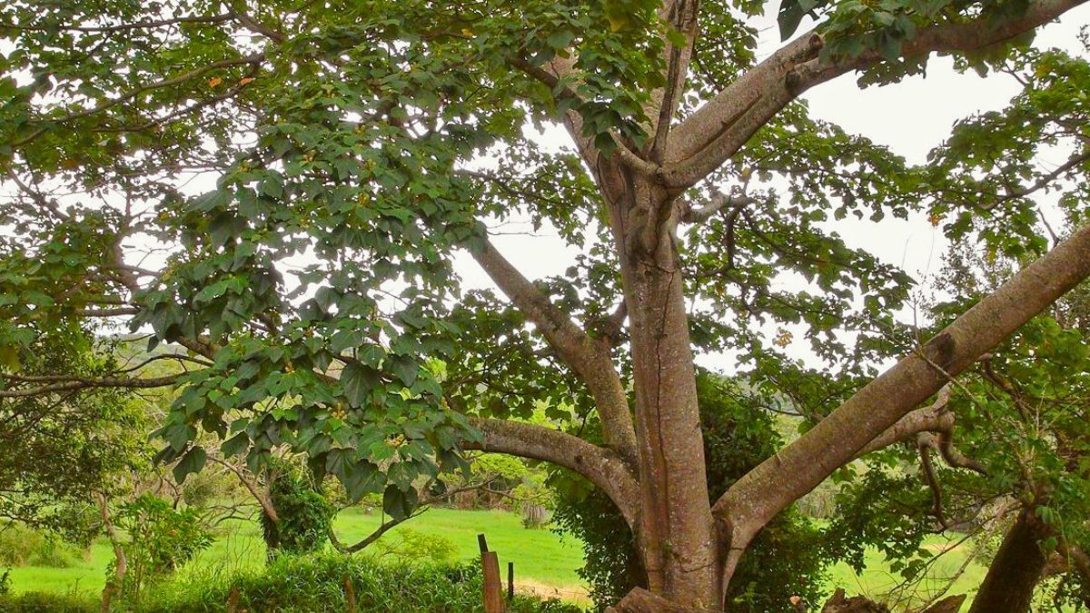 El árbol con la madera más liviana y resistente del mundo crece en ...