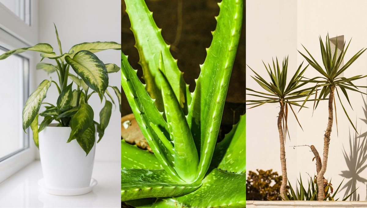 3 plantas imposibles de matar: perfectas para los que tienen poca mano ...