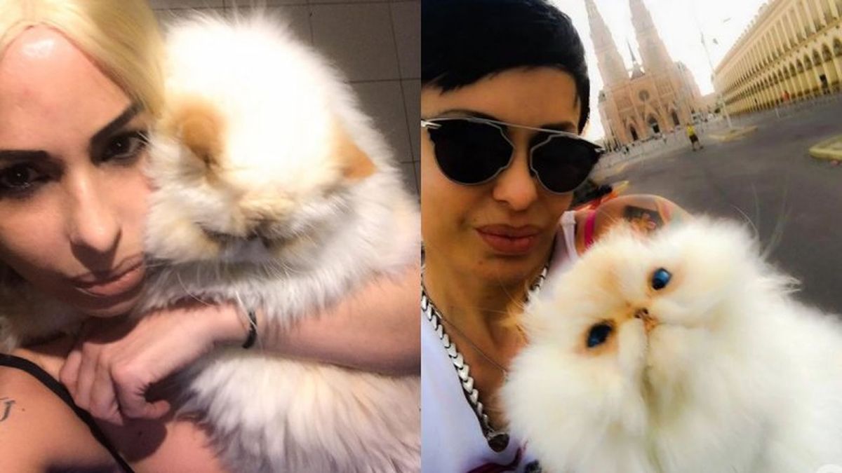 Daniela Cardone contó porqué embalsama a sus gatos