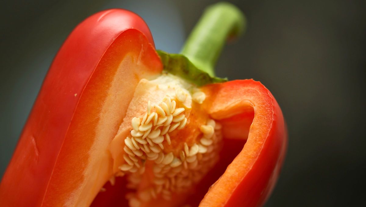 Si tenés semillas de morrón en casa tenés un tesoro en tus manos: por ...