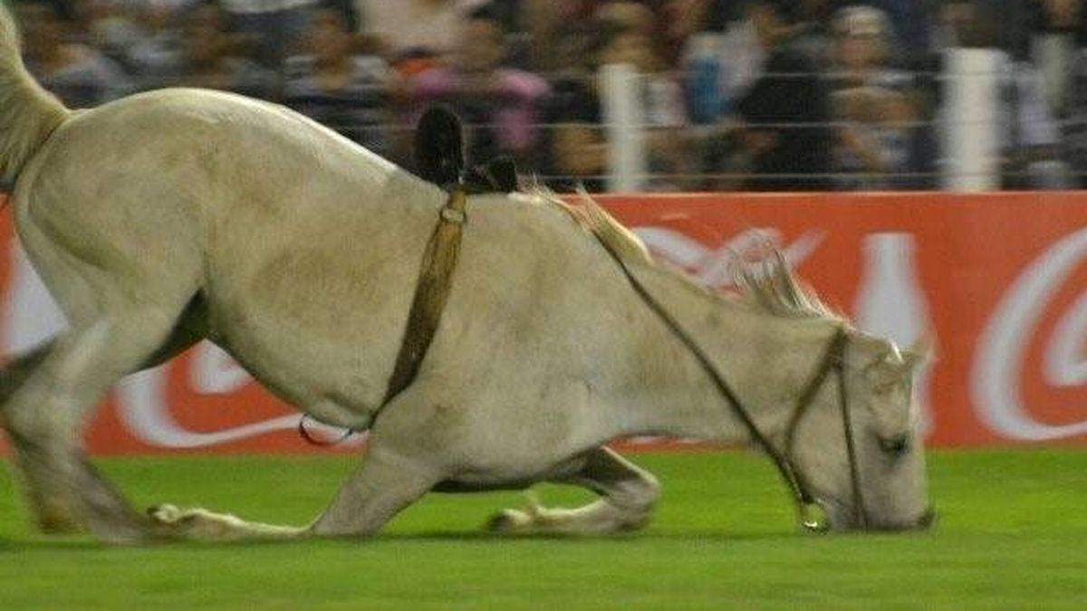 Por la muerte de un caballo se viralizó la carta de una defensora de la ...