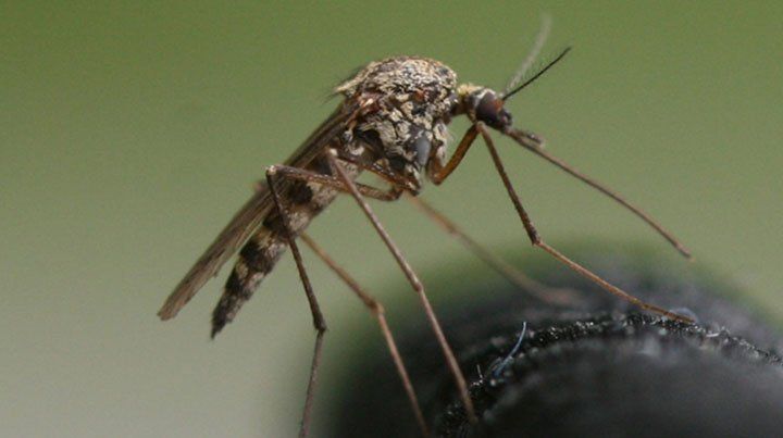 El mosquito común puede transmitir zika