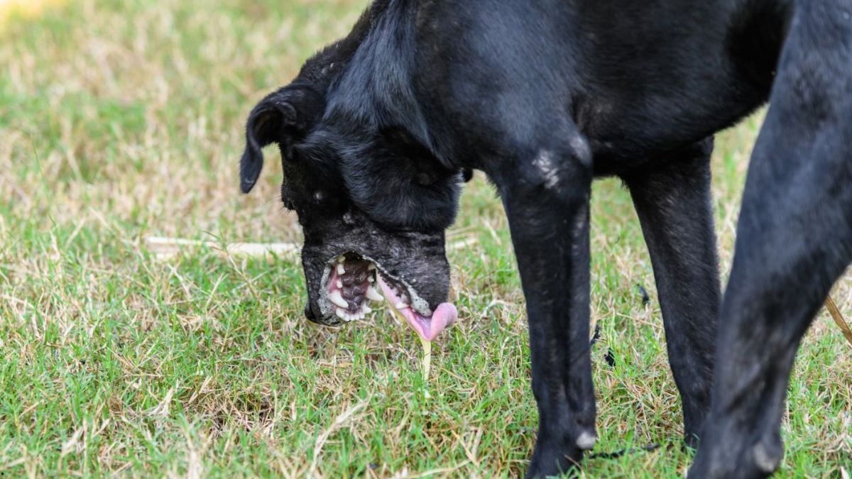 Qué significa el color del vómito de un perro y cómo ayudarlo a ...