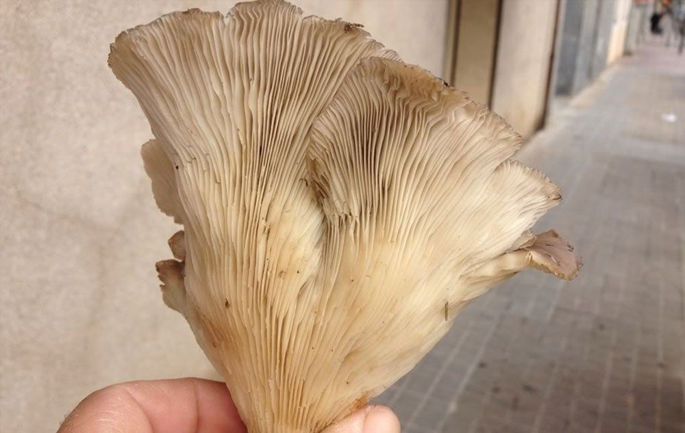 Las gírgolas, suaves, delicadas y deliciosas