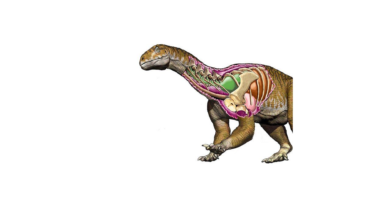 Descubrieron en San Juan restos de un dinosaurio gigante de más de 200 ...