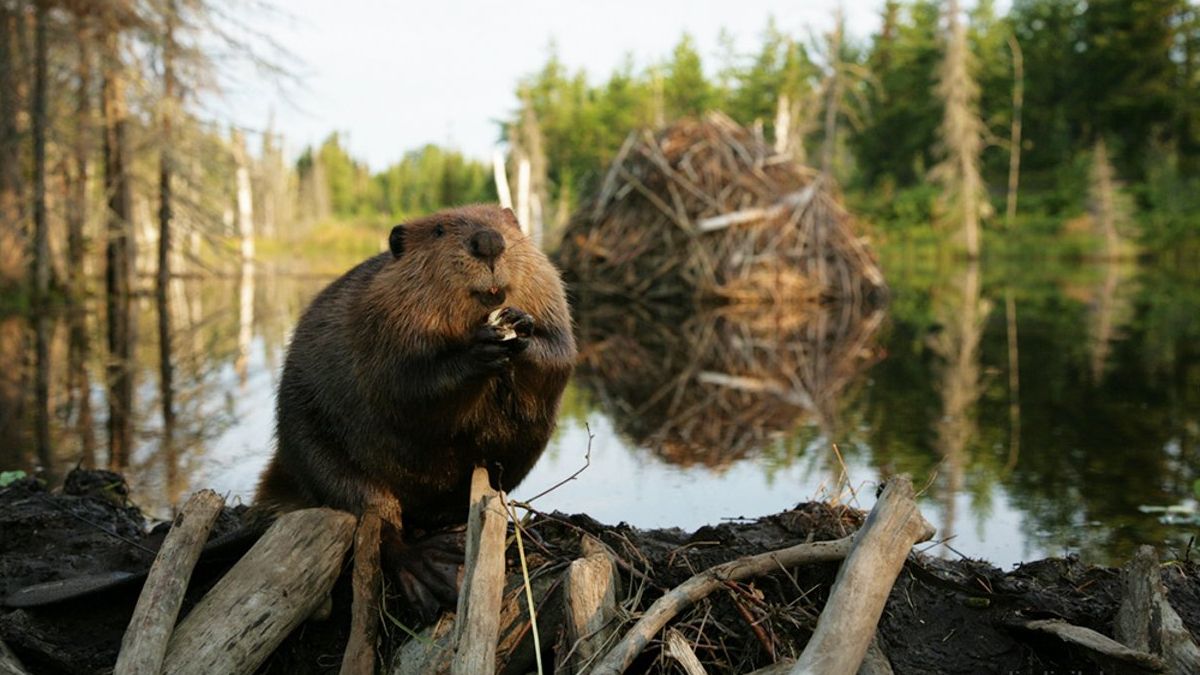Cuáles son los tres animales que son una plaga en Argentina y en Chile