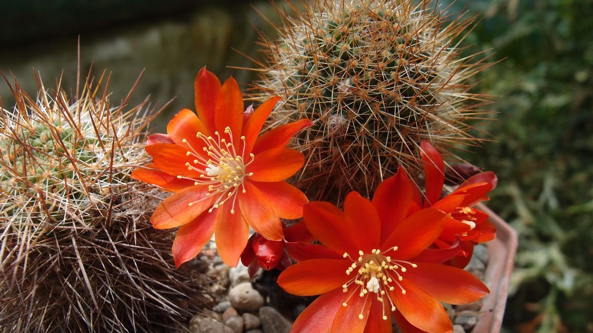 La planta de cactus que no necesita casi agua y le da un color único a ...