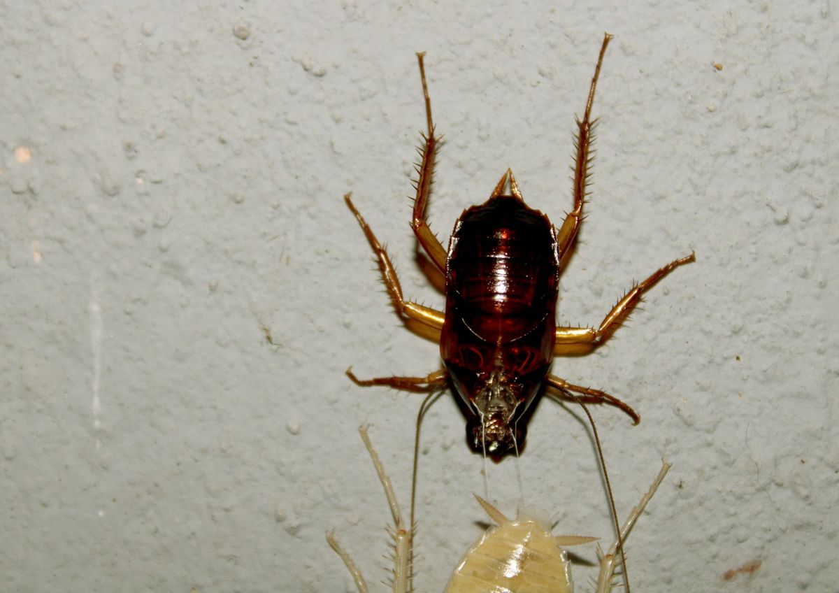 Qué hacer si aparece una cucaracha voladora en casa y qué significa la ...