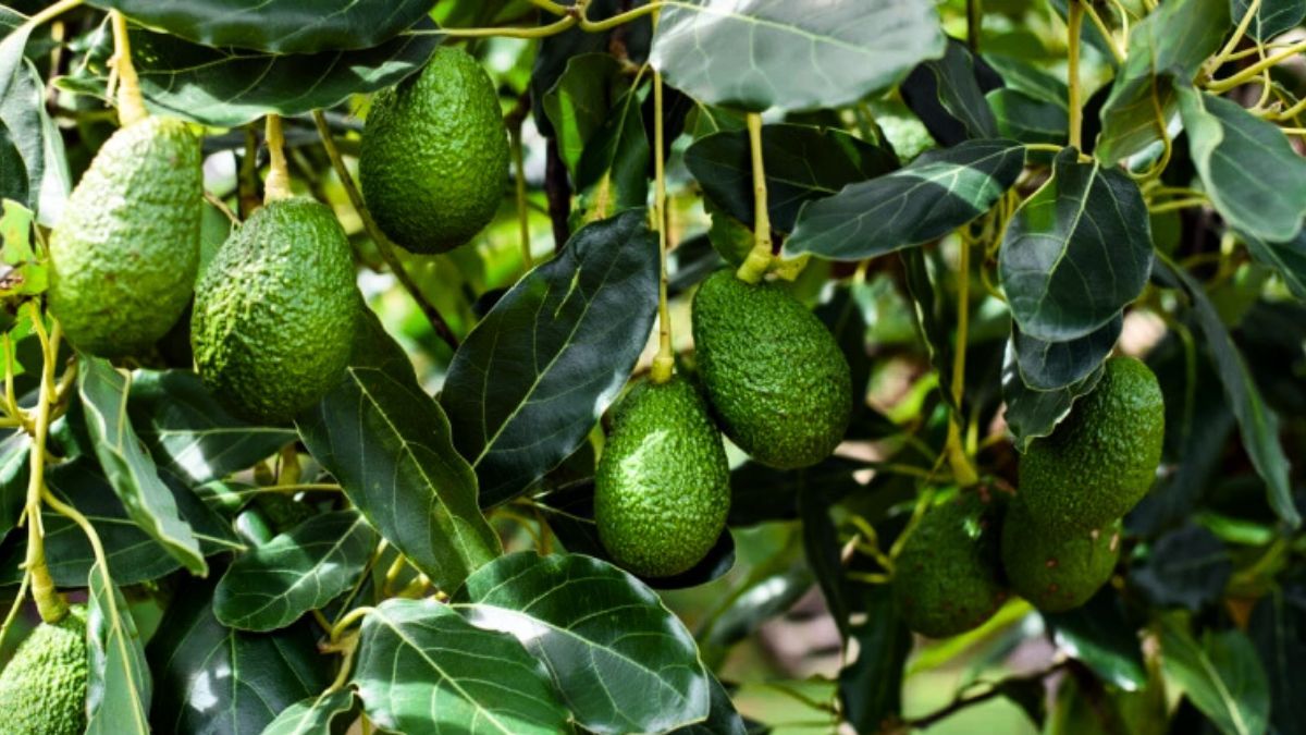Cuál es el mejor momento para podar un árbol de palta, según los expertos
