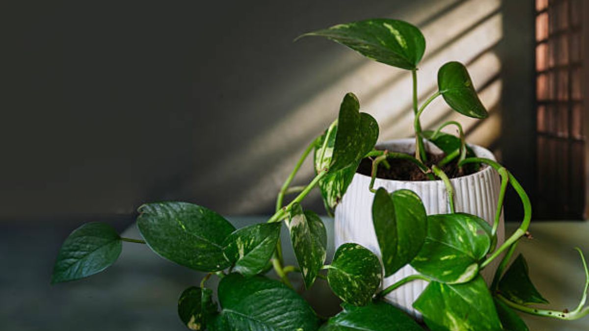 Mejor que el potus: la planta de fácil cuidado con hojas en forma de ...