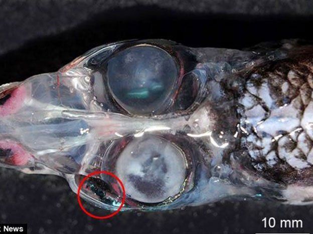 ¡Son para verte mejor! Descubren un nuevo pez de cuatro ojos