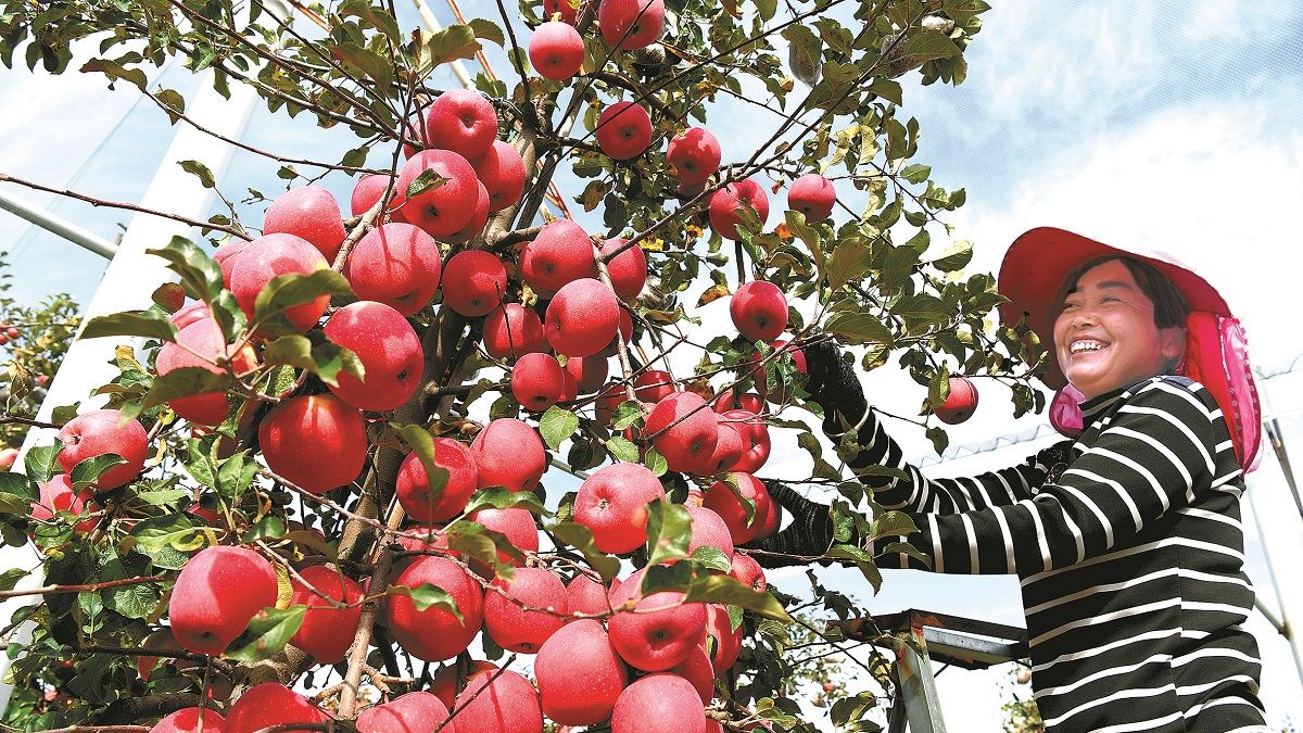 Manzanas de Yanan conquistan el espacio