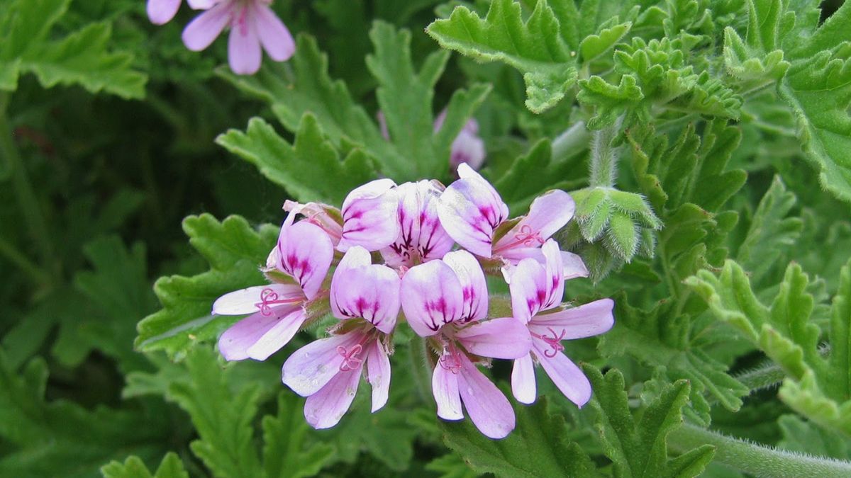 Este es el geranio con mejor aroma de todos, y con propiedades medicinales