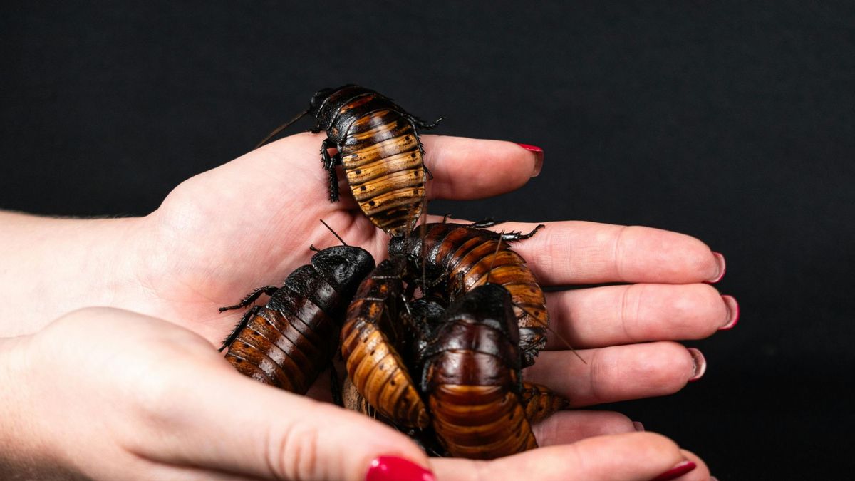 Qué hacer si aparece una cucaracha voladora en casa y qué significa la ...