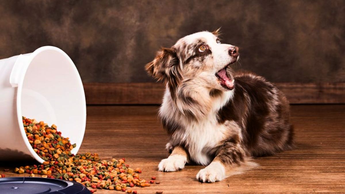 Qué significa que tu perro ladre mientras le sirves de comer, según ...