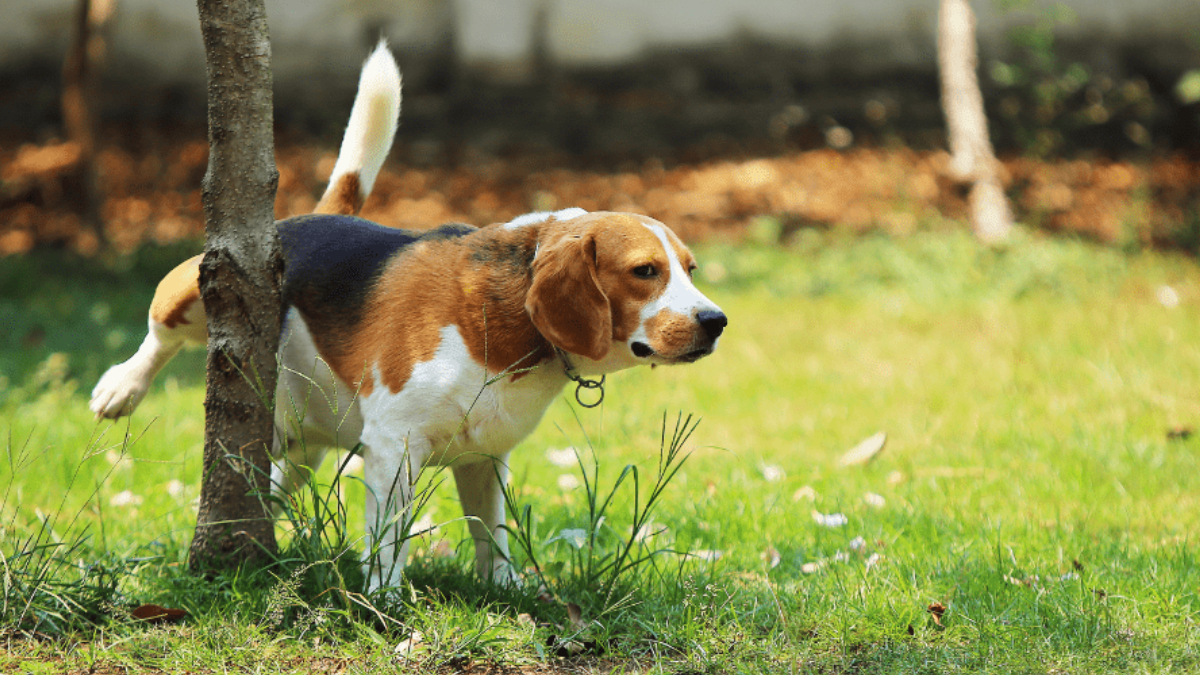 Por qué los perros orinan donde hicieron sus necesidades otros perros