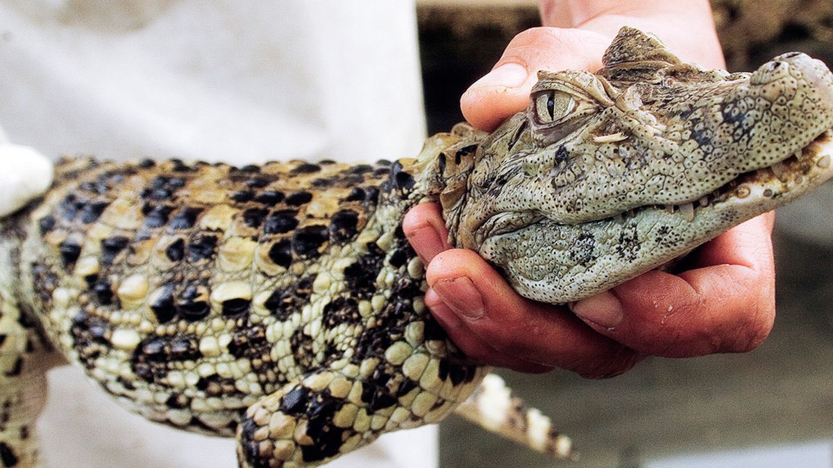De enero a junio fueron faenados casi 3 mil yacarés