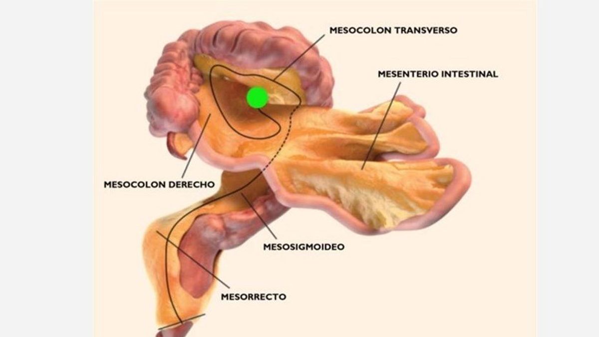 Los científicos identificaron un nuevo órgano del cuerpo humano: el ...