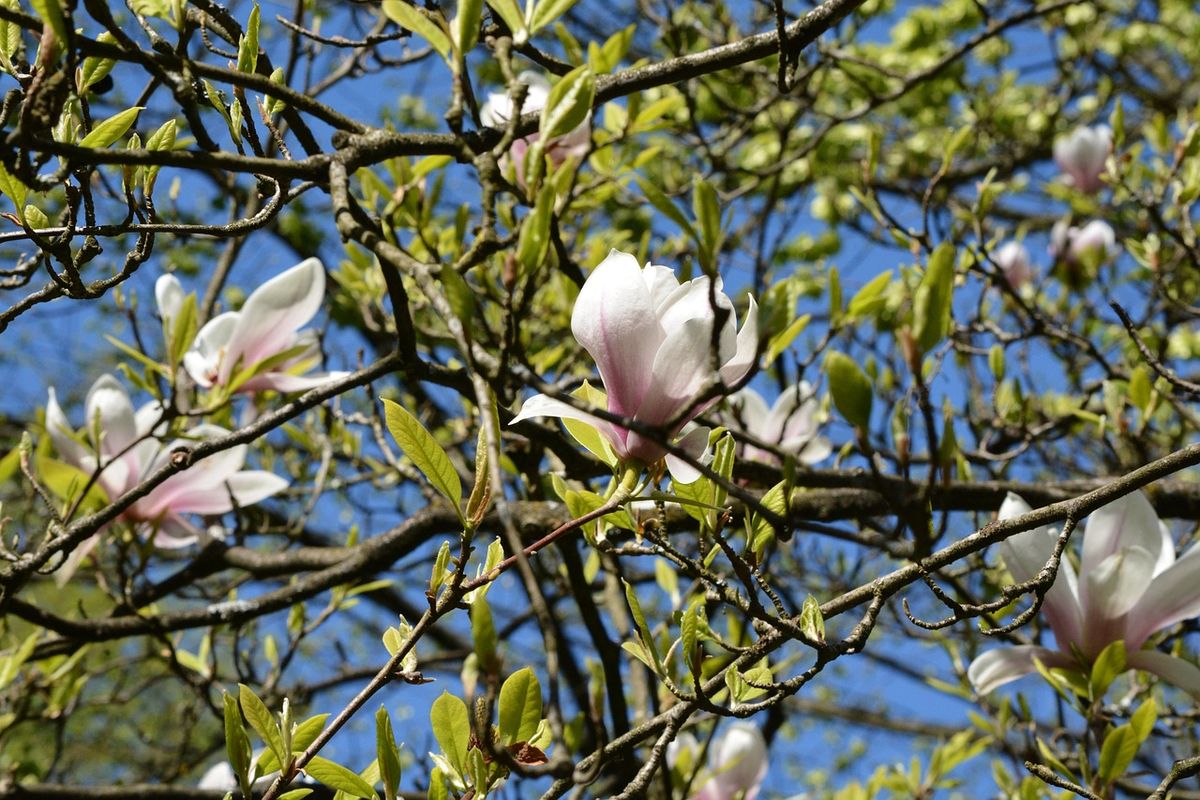 El árbol de flores perfumadas que todos quieren tener en su jardín