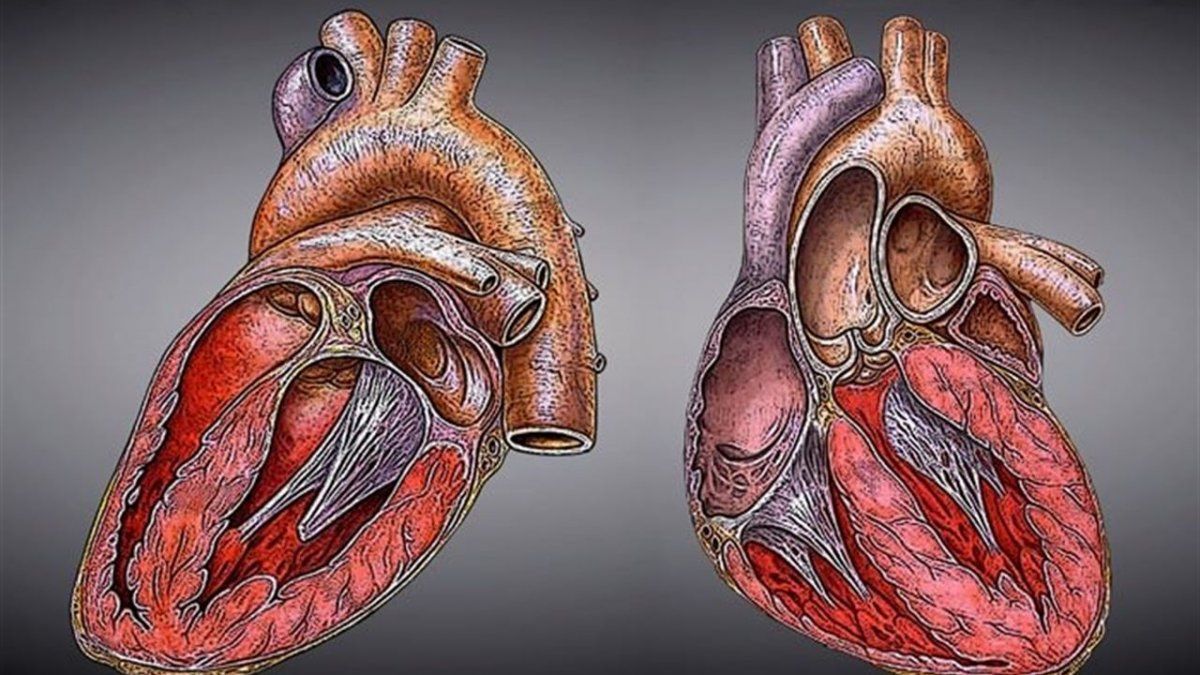 Un nuevo stent cura el corazón y desaparece