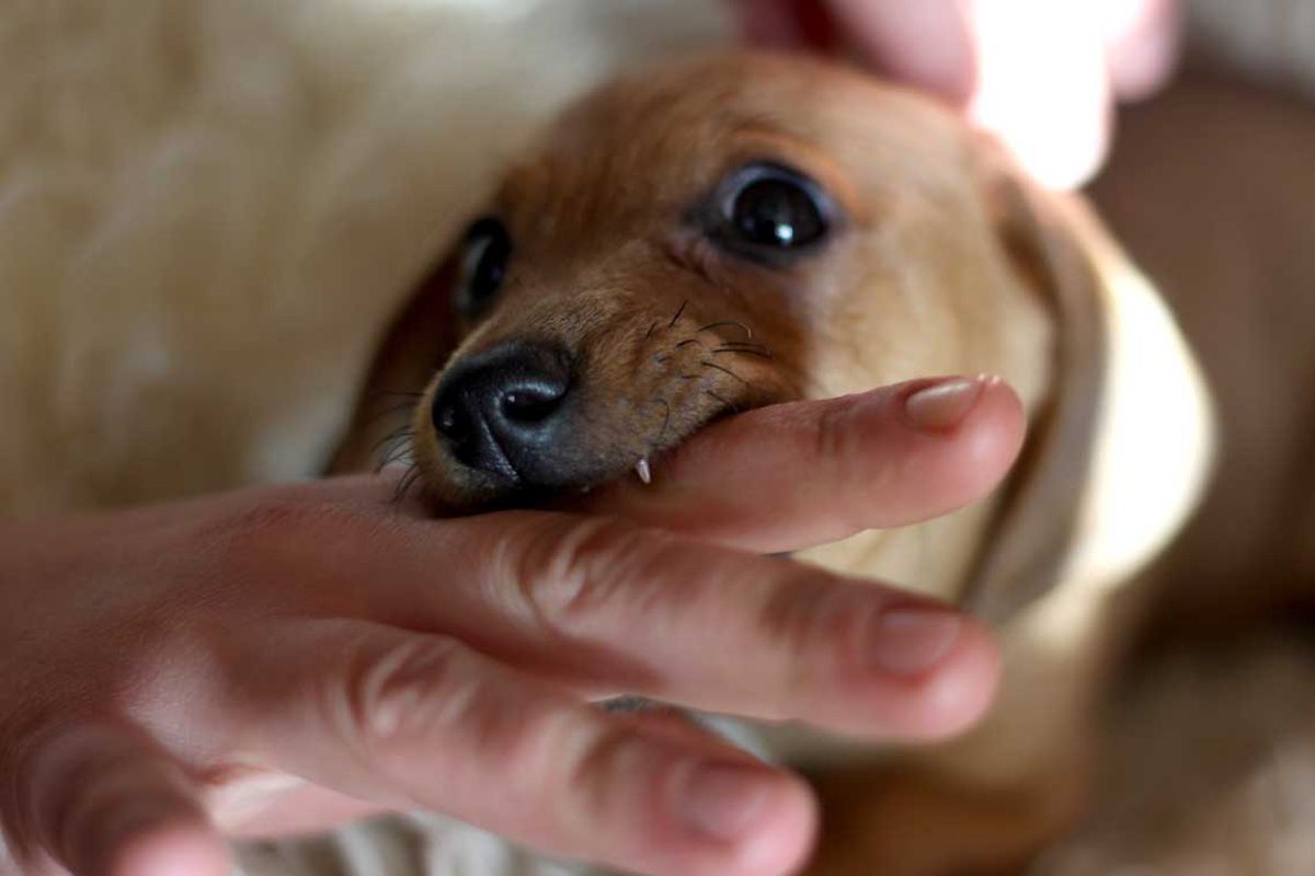 Mi perro me muerde el brazo: qué significa según la ciencia veterinaria